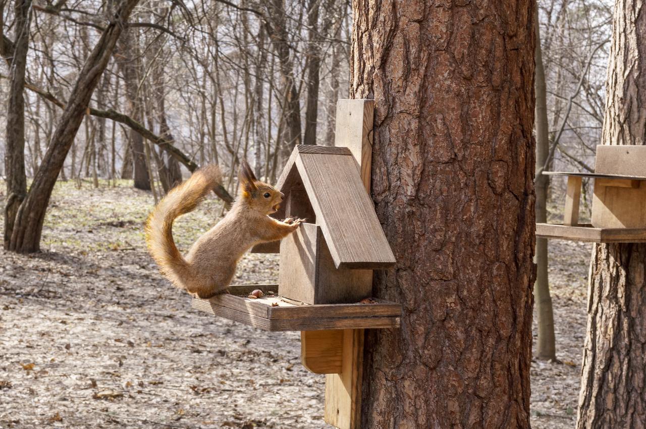 Squirrel Feeder Options for Your Garden Birds